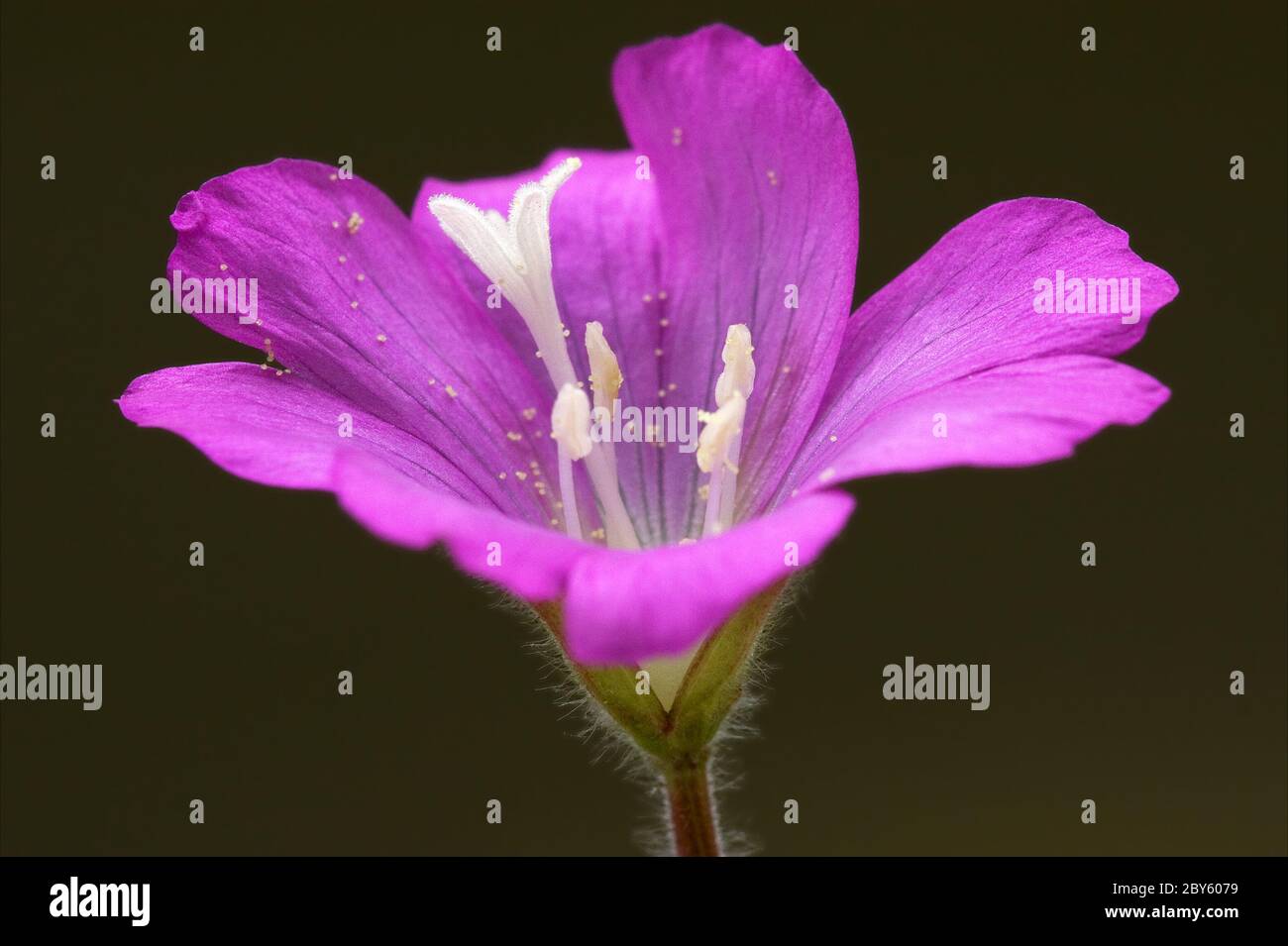 Garofano verde Banque de photographies et d’images à haute résolution ...