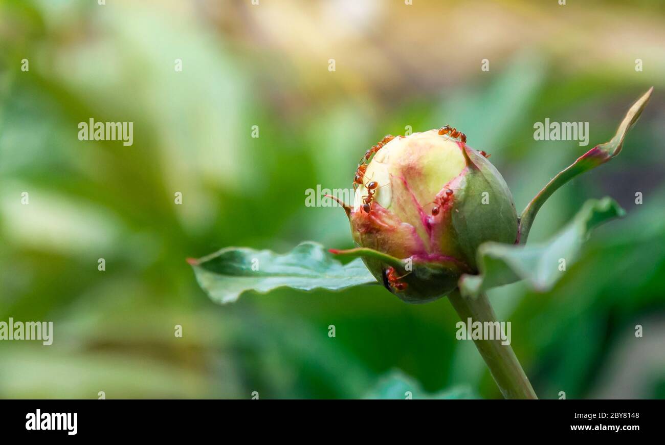 Fourmis sur le bouton floral de pivoine Banque de photographies et d ...