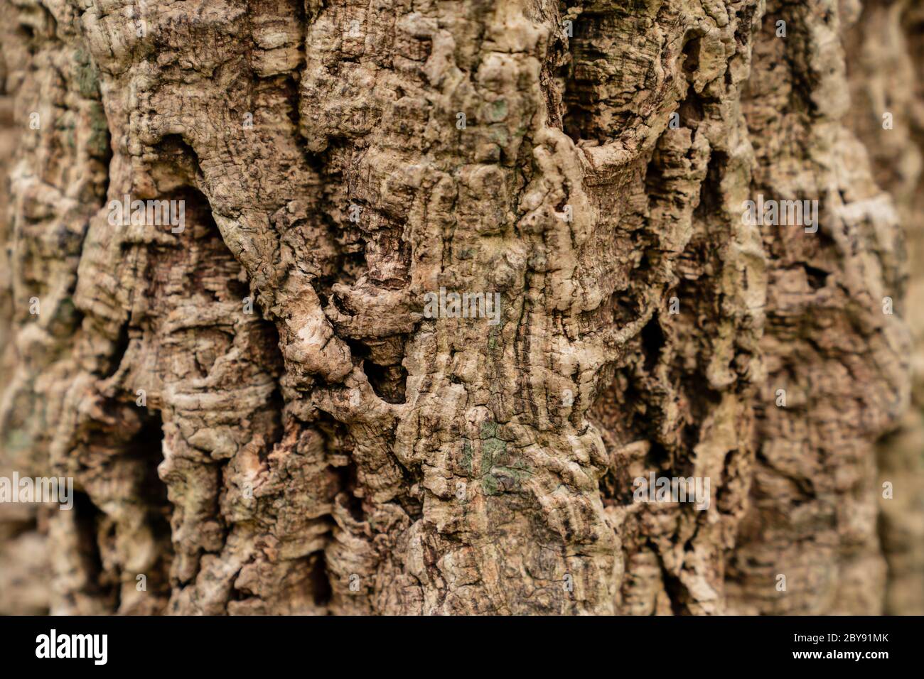 écorce de chêne liège Banque de photographies et d’images à haute ...