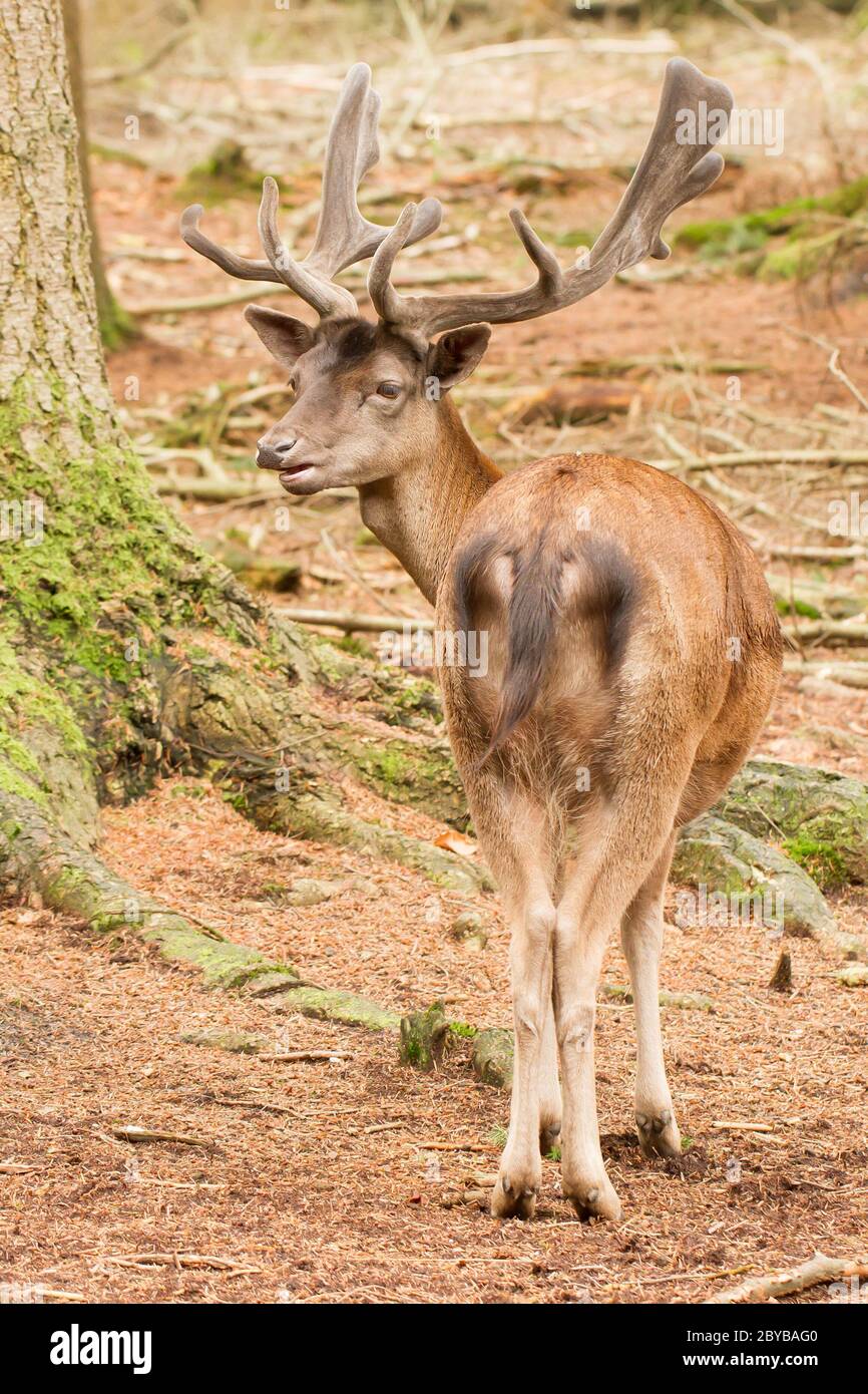 Photographies de cerfs rouges Banque de photographies et d’images à ...