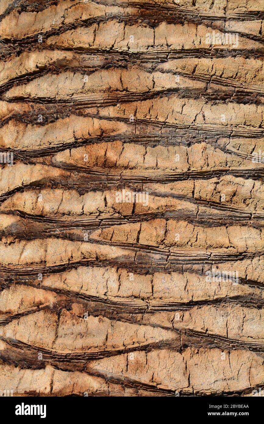 Texture du tronc palmier Banque de photographies et d’images à haute ...
