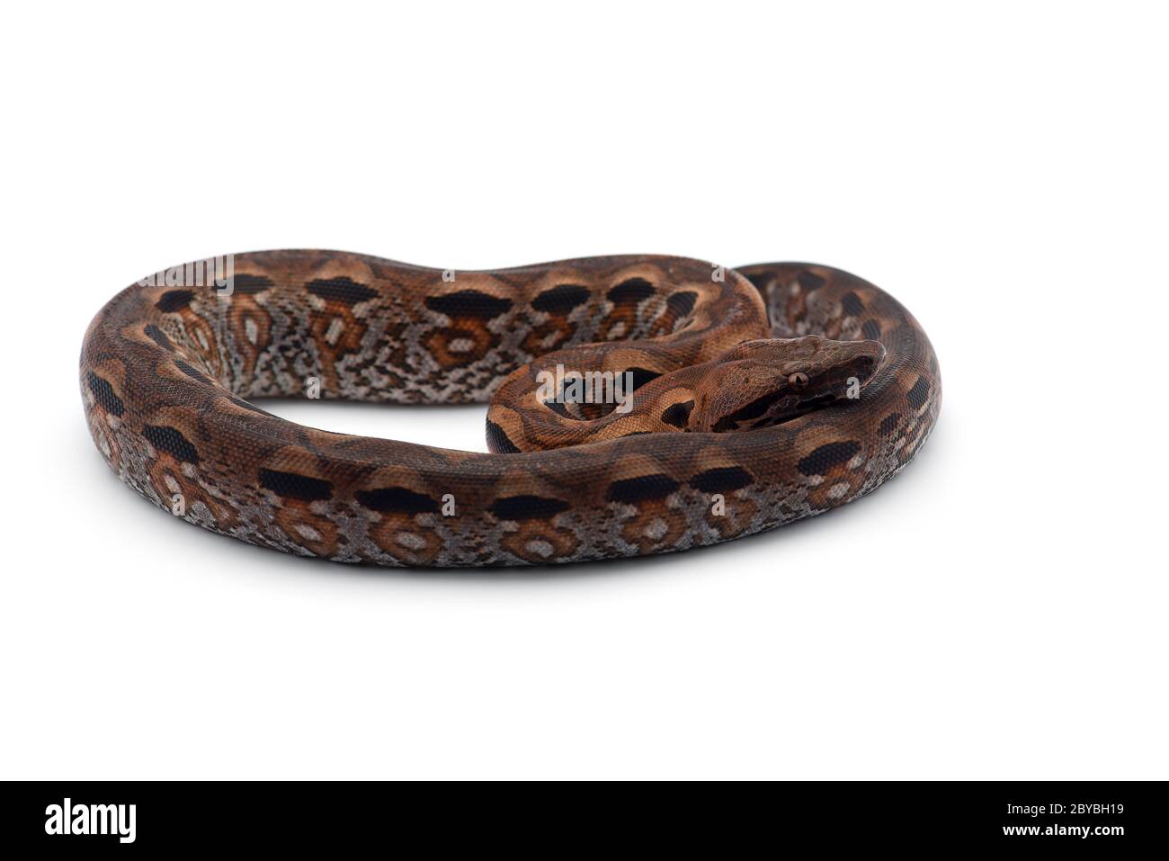 Madagascar boa constrictor Banque d'images détourées - Alamy