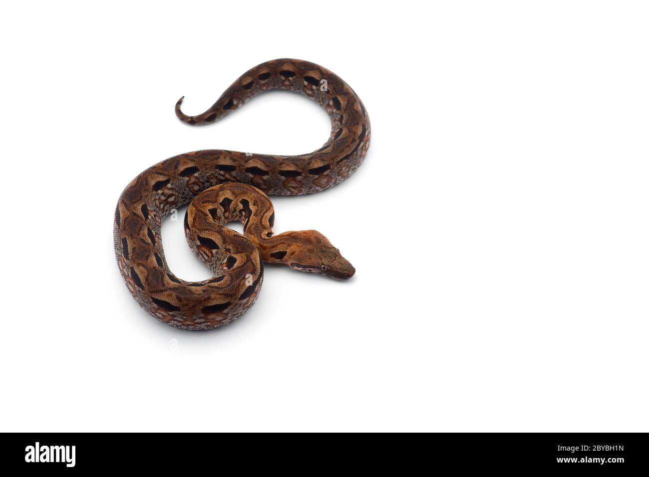 Madagascar boa constrictor Banque d'images détourées - Alamy