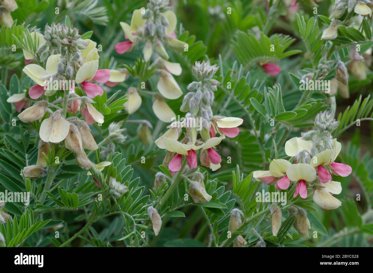 Tephrosia virginiana Banque de photographies et d’images à haute ...