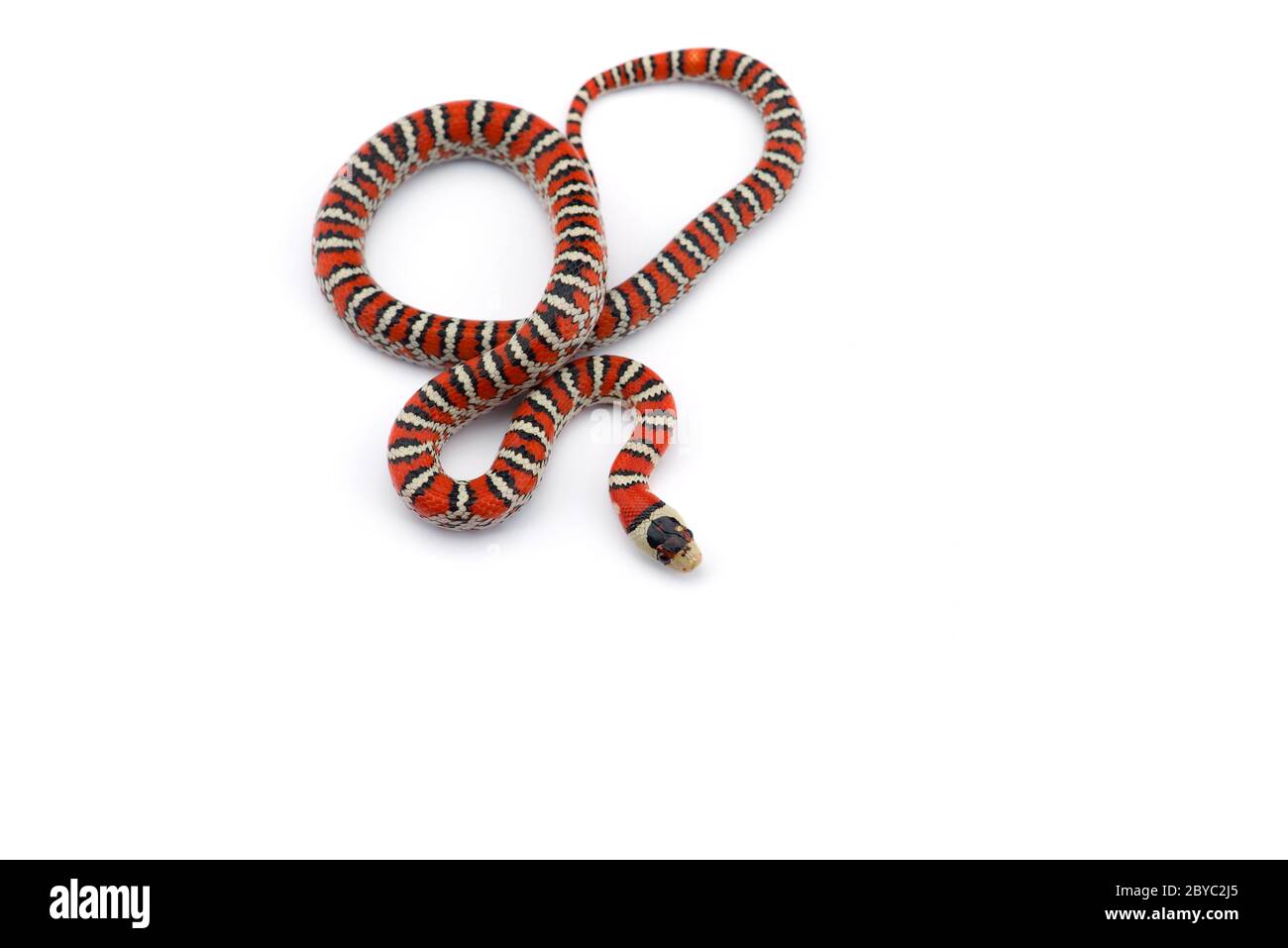 Couleuvre rouge Banque d'images détourées - Alamy