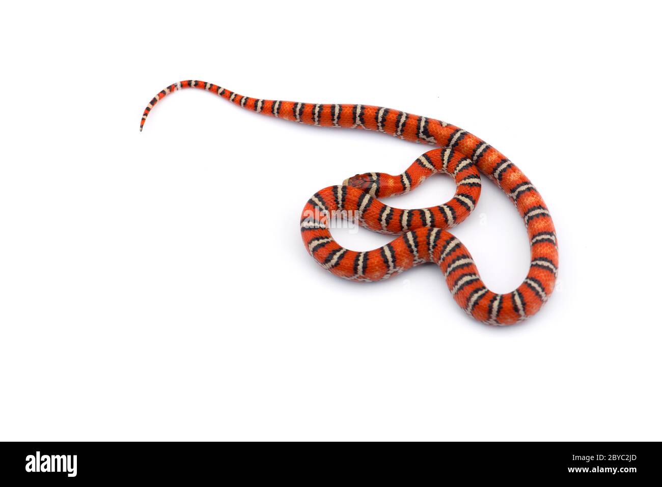 Couleuvre rouge Banque d'images détourées - Alamy