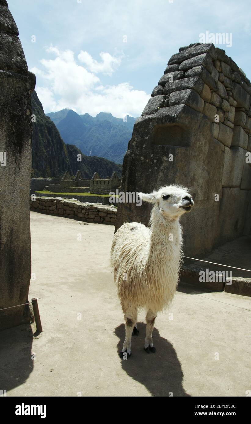 Lama incas Banque de photographies et d’images à haute résolution - Alamy