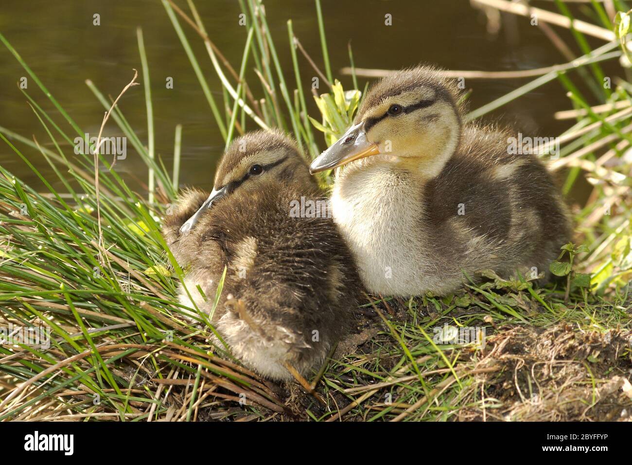 Young mallard ducks Banque de photographies et d’images à haute ...