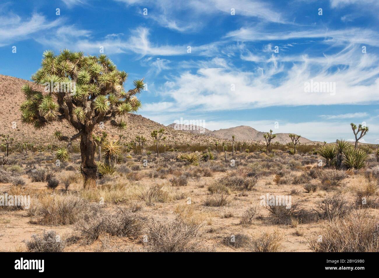 Joshua tree national park animal Banque de photographies et d’images à ...