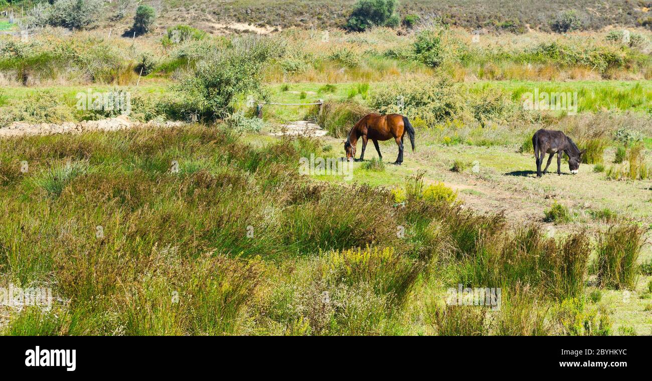 âne cheval Banque de photographies et d’images à haute résolution - Alamy