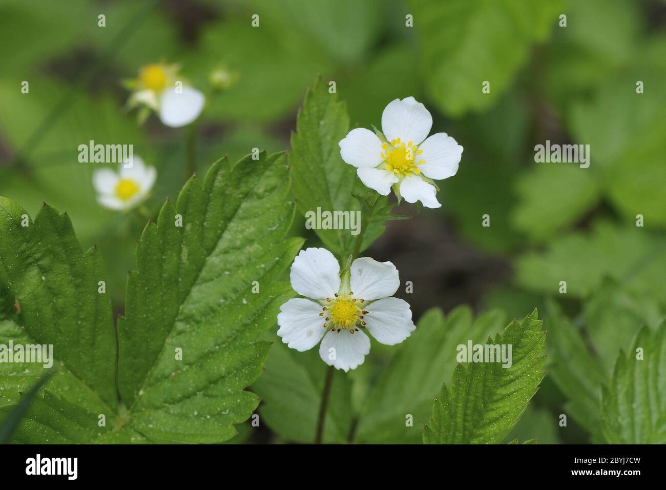 Fraises des bois Banque de photographies et d’images à haute résolution ...