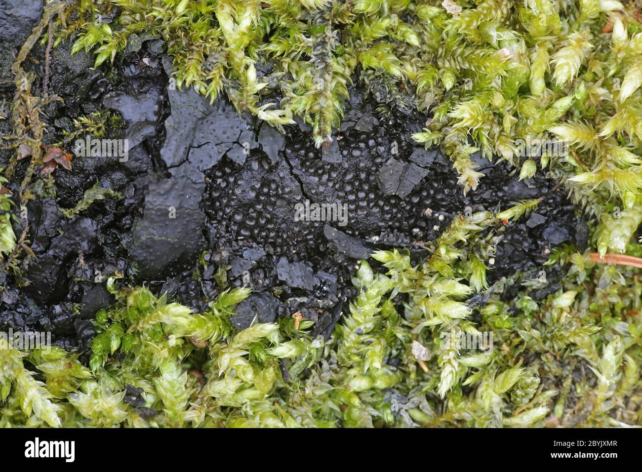Kretzschmaria deusta Banque de photographies et d’images à haute ...