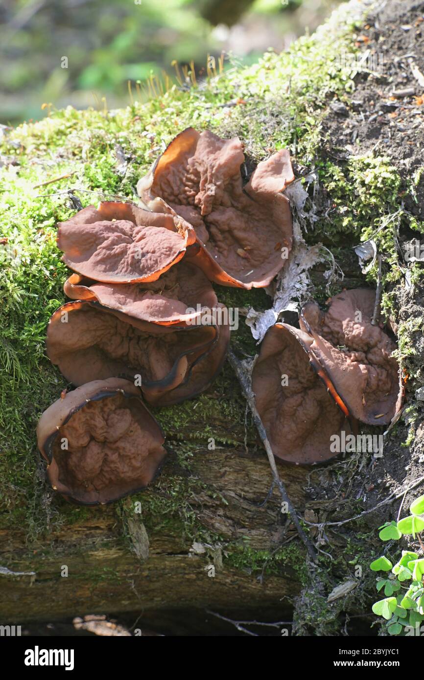 Champignon oreille de porc Banque de photographies et d’images à haute ...