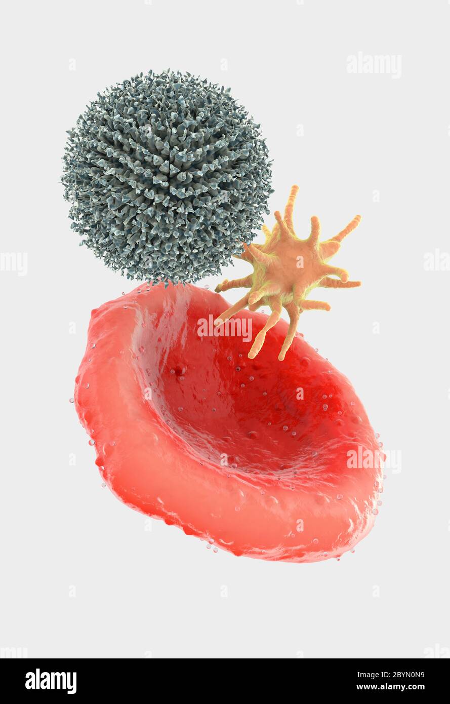 3d illustration d'observé rouge, appelé les érythrocytes, les cellules ...