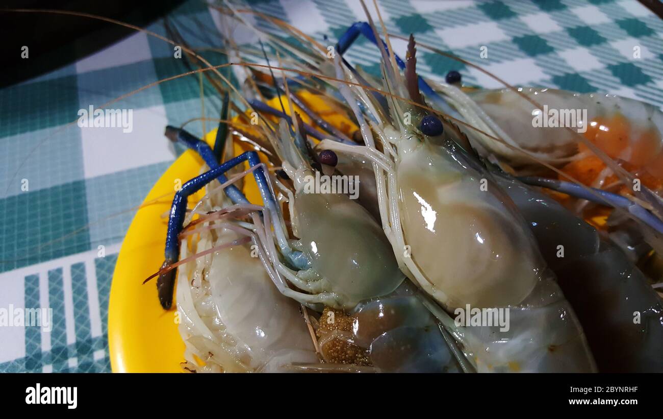 crevette géante de rivière, crevette géante d'eau douce avec œufs de ...