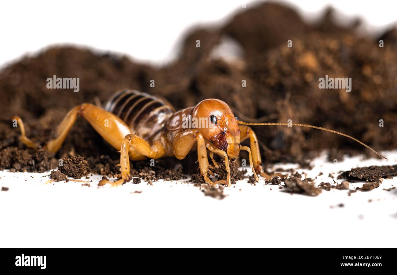 Insecte nocturne Banque de photographies et d’images à haute résolution ...