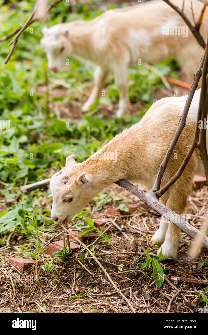 Goat farm Banque de photographies et d’images à haute résolution - Alamy
