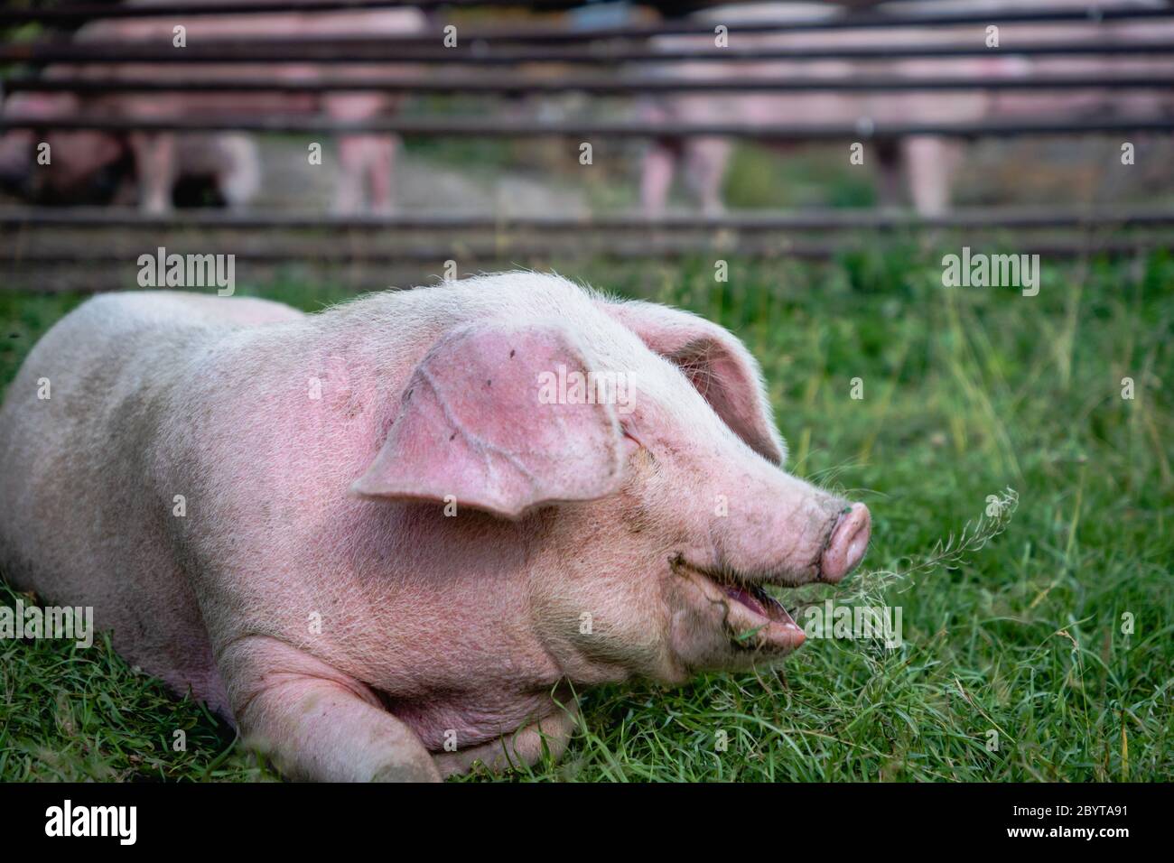 Portrait de porcs en liberté à la ferme de porc organique - happy ...