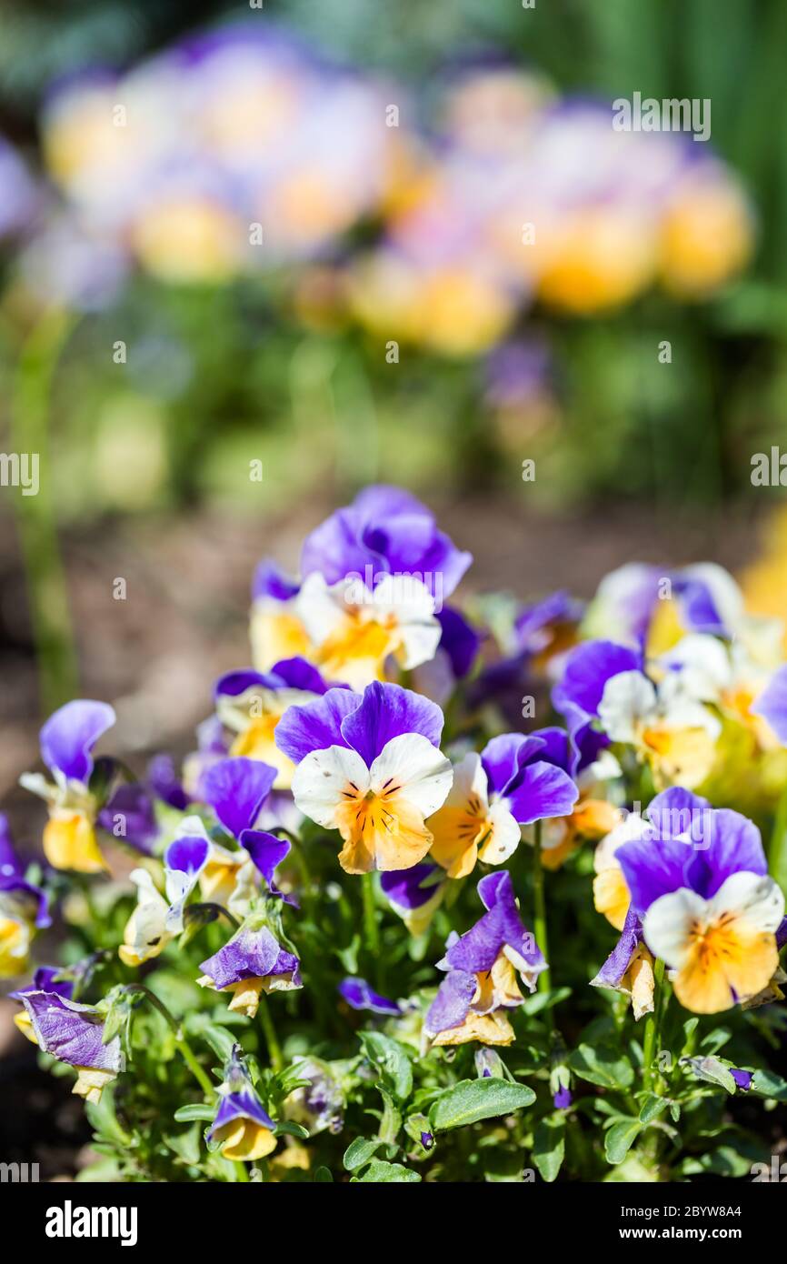 Début du printemps Banque de photographies et d’images à haute ...