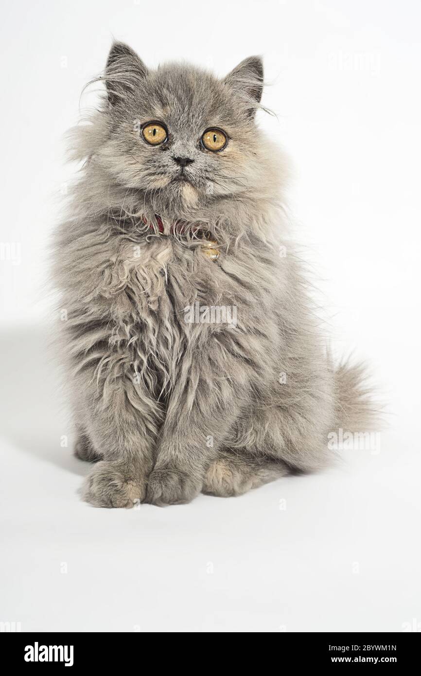 Chat persan gris Banque de photographies et d’images à haute résolution ...