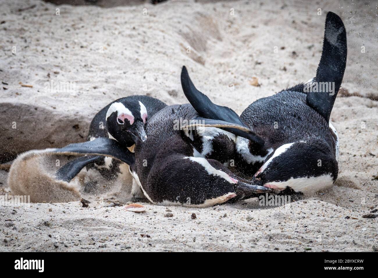 Manchot africain (Spheniscus demersus), également connu sous le nom de ...
