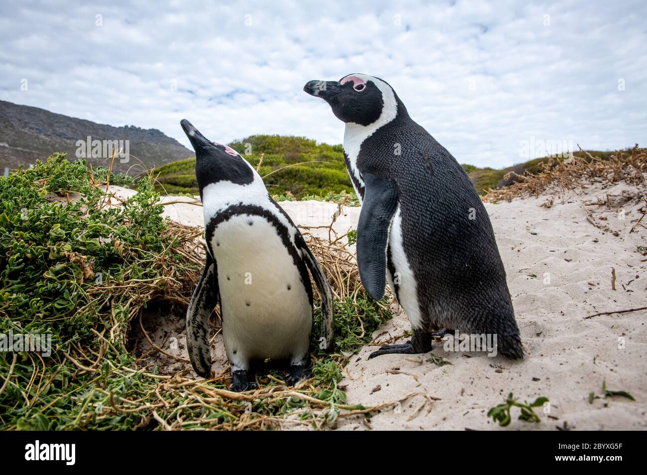 Manchot africain (Spheniscus demersus), également connu sous le nom de ...
