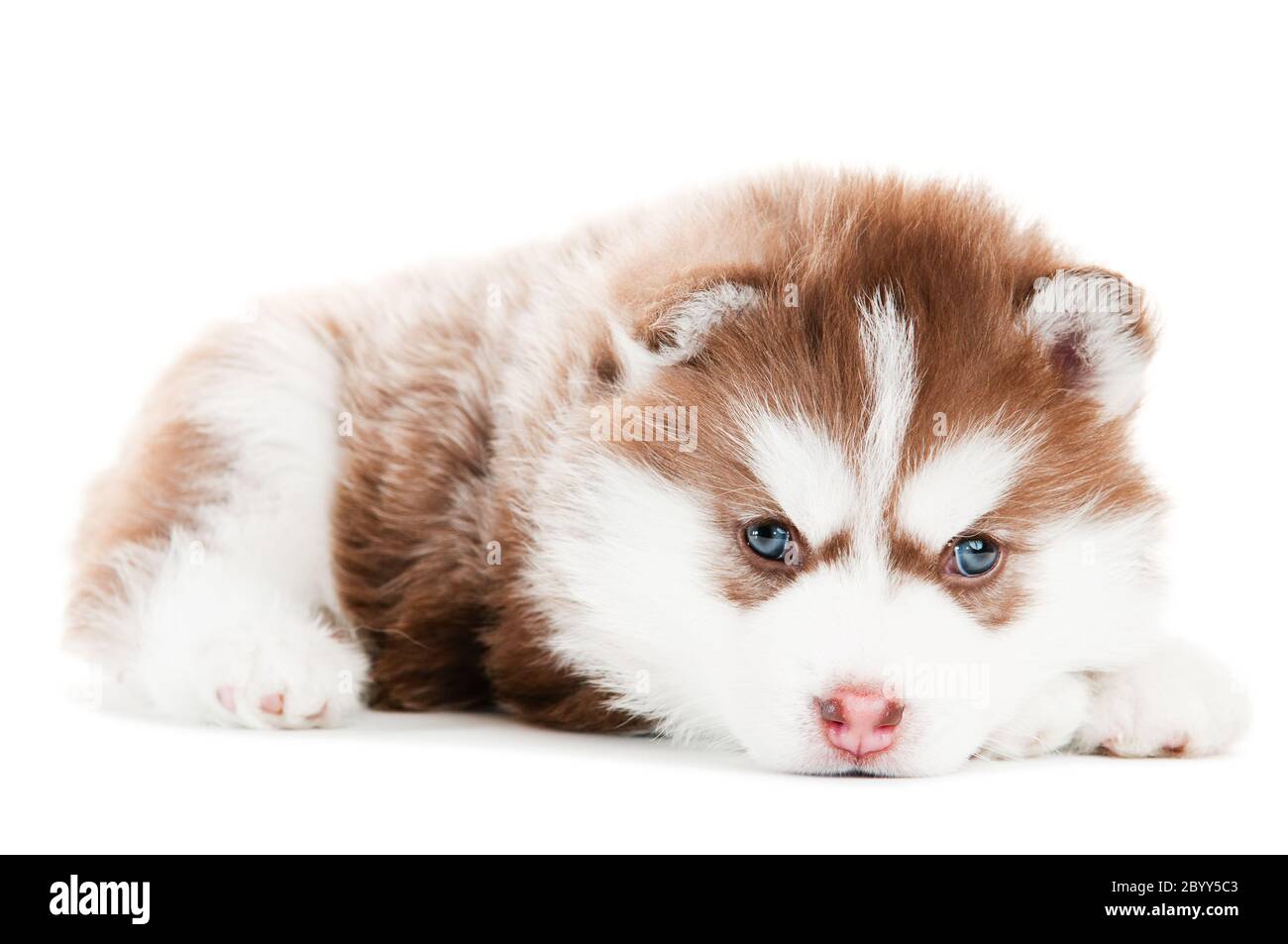 Husky aux yeux marron et bleu Banque de photographies et d’images à ...