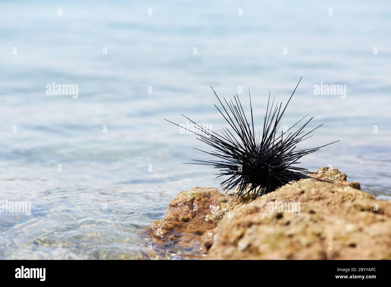 Oursin de pierre Banque de photographies et d’images à haute résolution ...