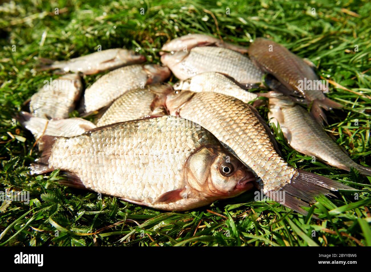 Poisson de rivière Banque de photographies et d’images à haute ...