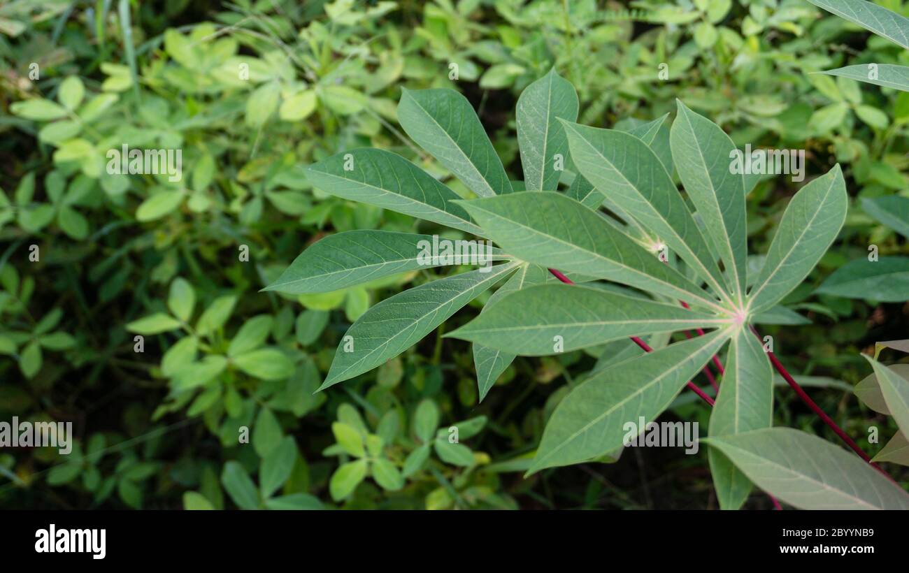 Feuilles de manioc Banque d'image et photos - Alamy