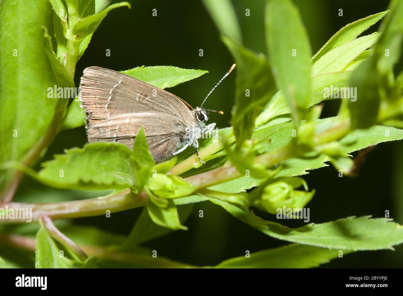 Papillon gris Banque de photographies et d’images à haute résolution ...
