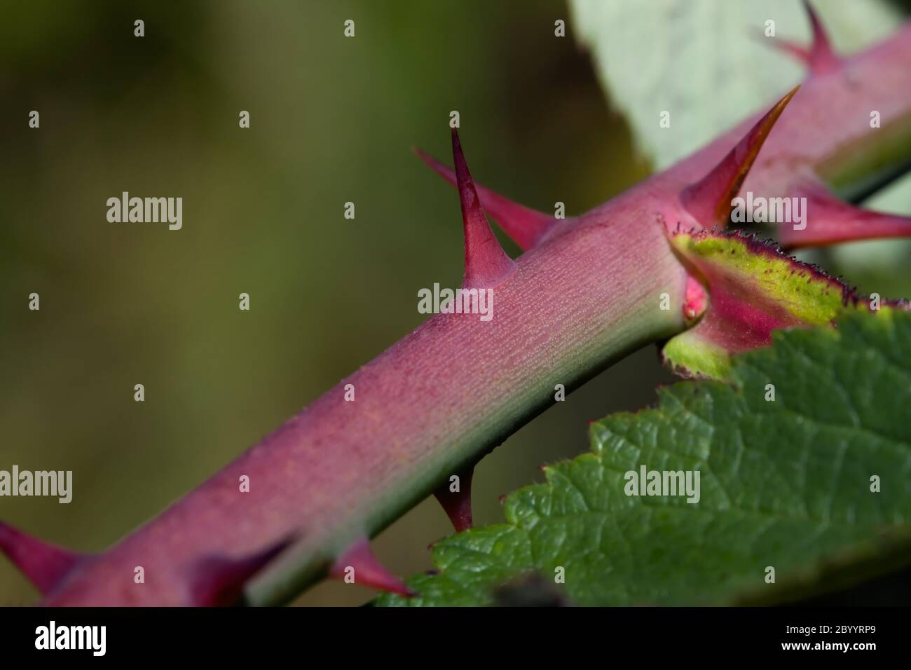 épines de roses Banque de photographies et d’images à haute résolution ...