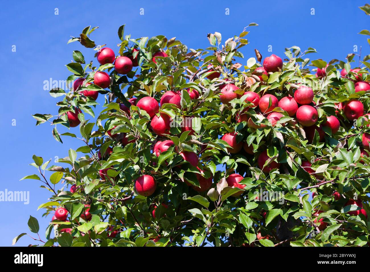 Arbres pleins de pommes Banque de photographies et d’images à haute ...