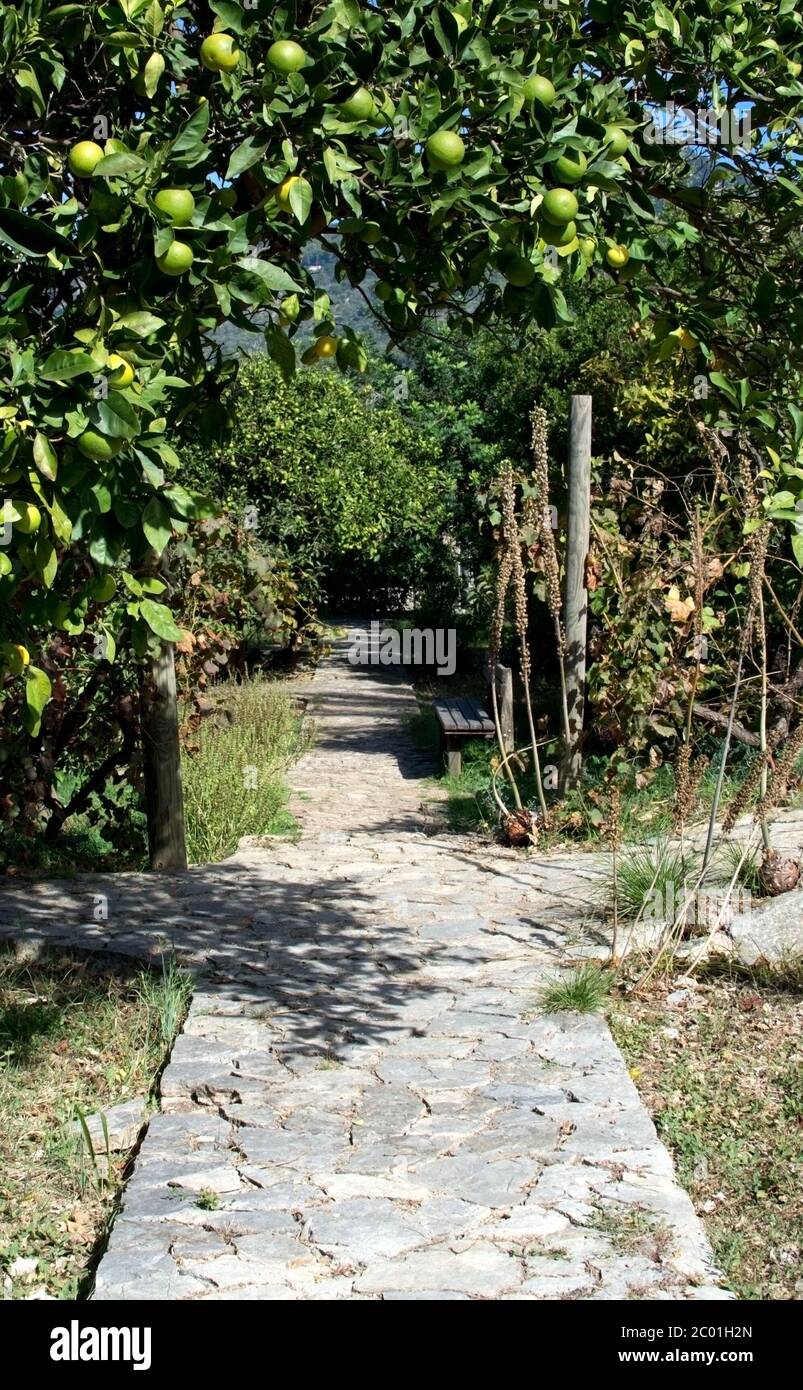 Arbre de portail Banque de photographies et d’images à haute résolution ...