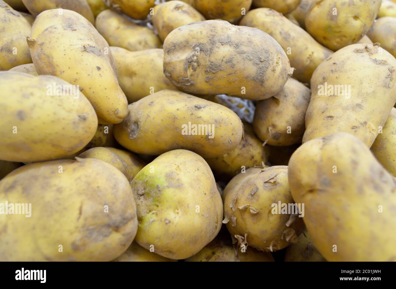 Vous tubercules Banque de photographies et d’images à haute résolution ...