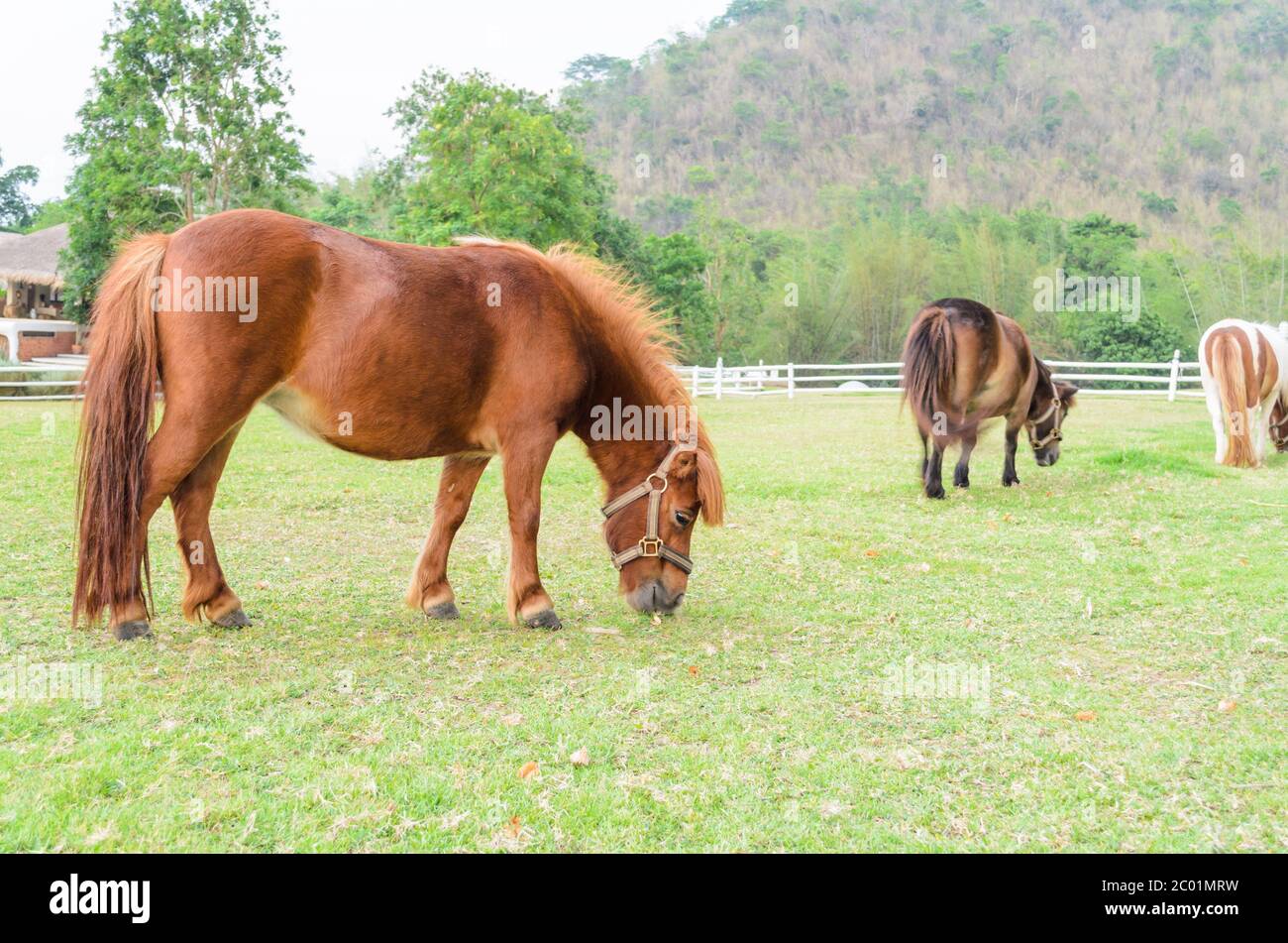 Cheval Nain Banque d'image et photos - Alamy