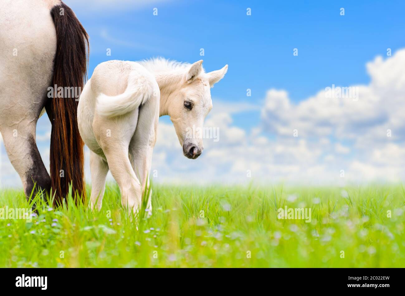 Jument cheval Banque de photographies et d’images à haute résolution ...