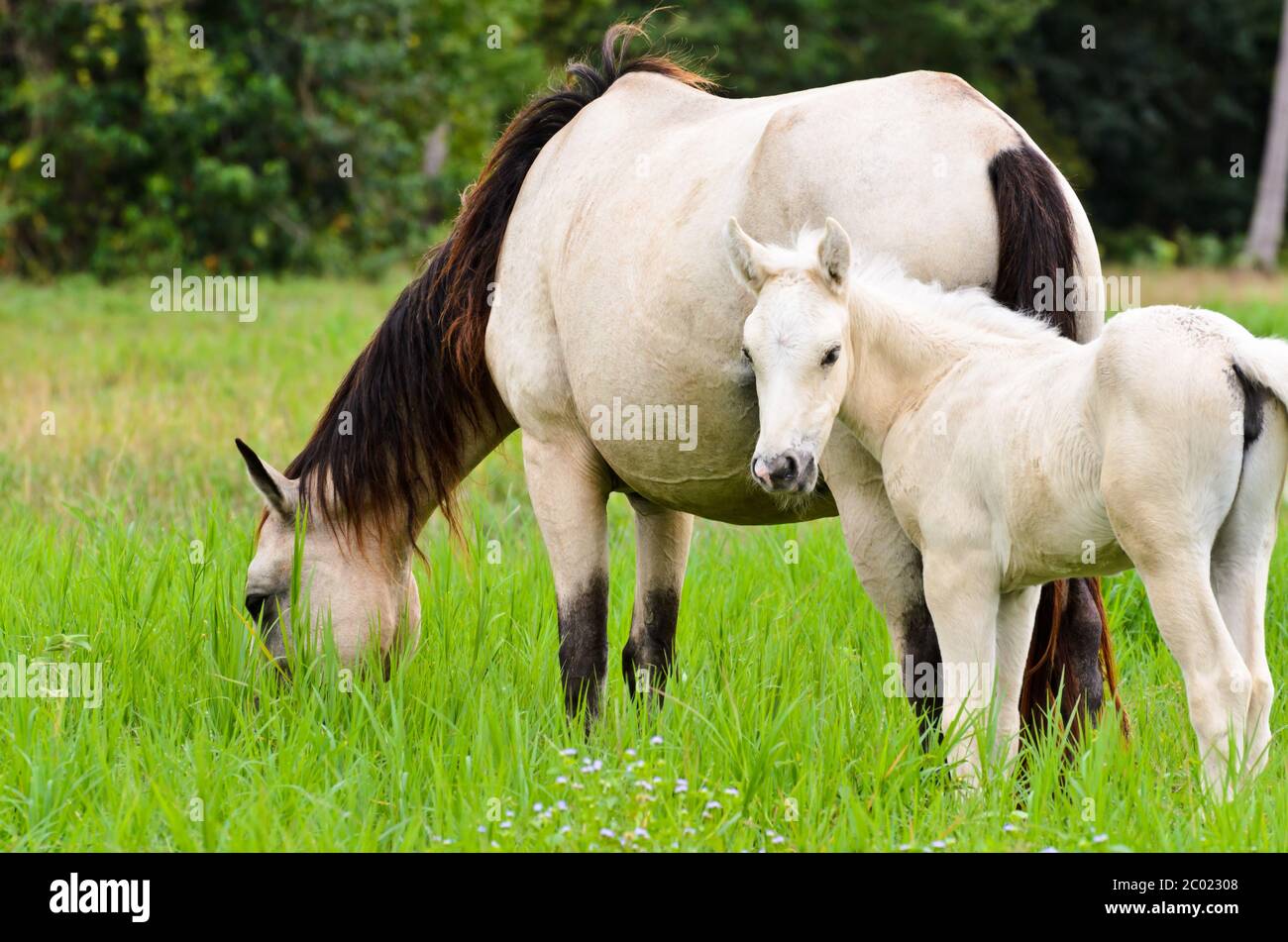 Jument cheval Banque de photographies et d’images à haute résolution ...