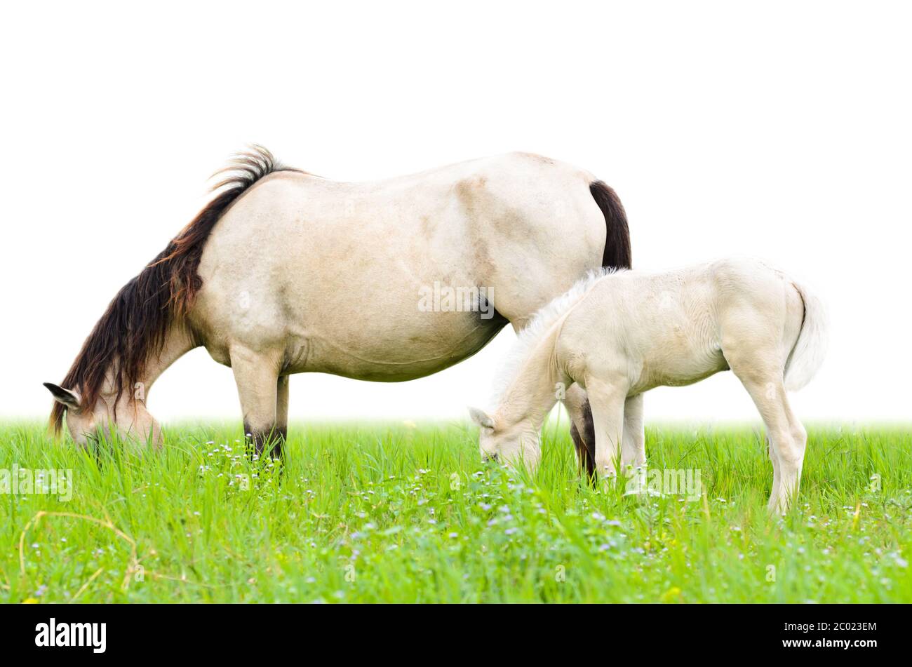 Jument cheval Banque de photographies et d’images à haute résolution ...