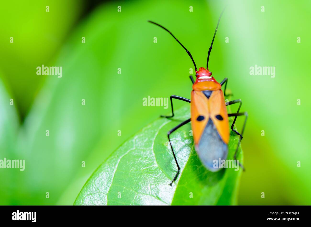 Insecte de coton rouge (Dysdercus cingulatus Photo Stock - Alamy