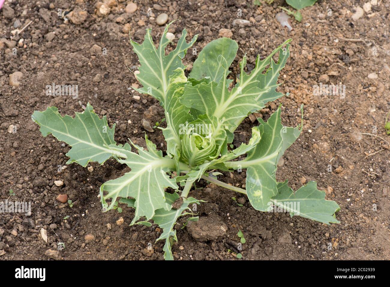Oiseaux, pigeon de bois (Columba palumbus) dommages aux jeunes plants ...