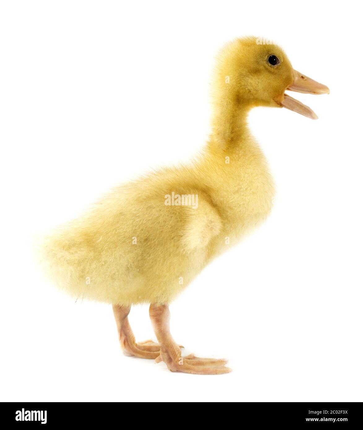 Canards jaunes Banque de photographies et d’images à haute résolution ...