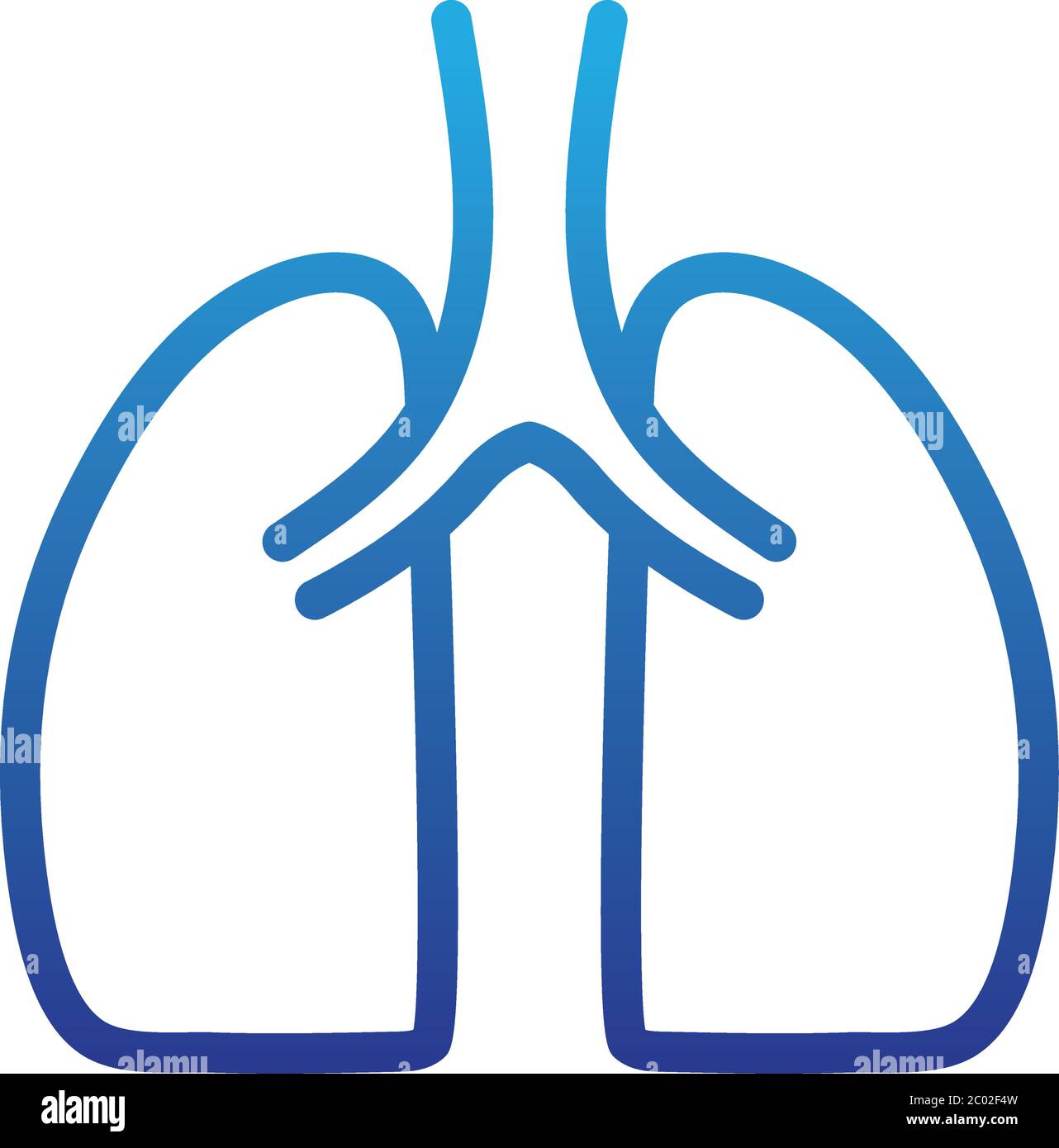 poumons humains, organe interne humain, système respiratoire, dessin d ...