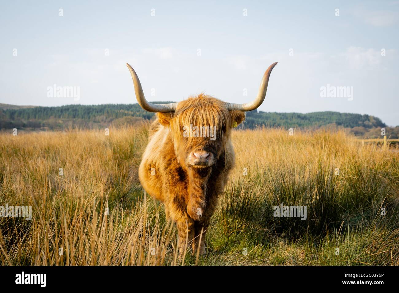 Bas plan de vache écossaise de montagne qui s'est posée et a mangé. Une ...