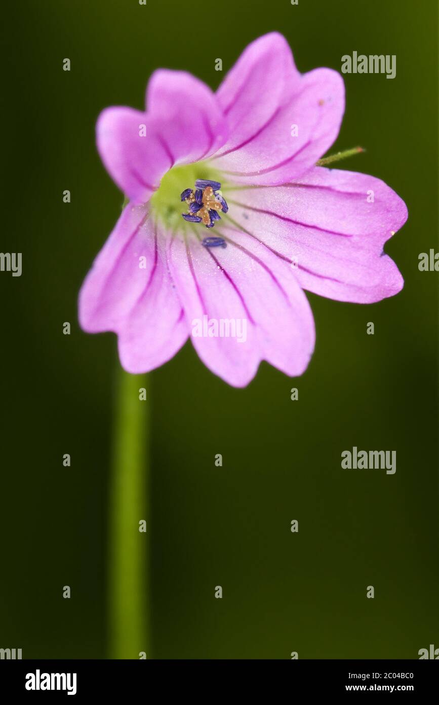 Garofano verde Banque de photographies et d’images à haute résolution ...