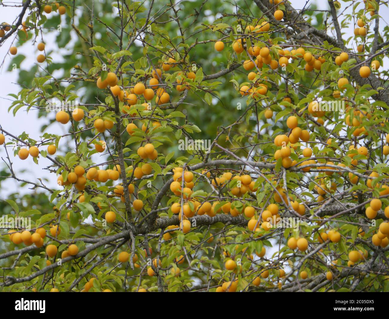 Arbre mirabelle Banque de photographies et d’images à haute résolution ...