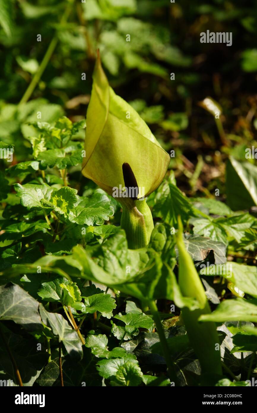 Spotted arum Banque de photographies et d’images à haute résolution - Alamy