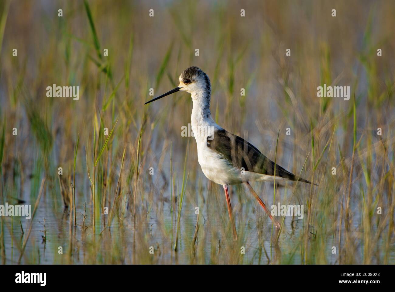 Oiseau pattes rouges Banque de photographies et d’images à haute ...