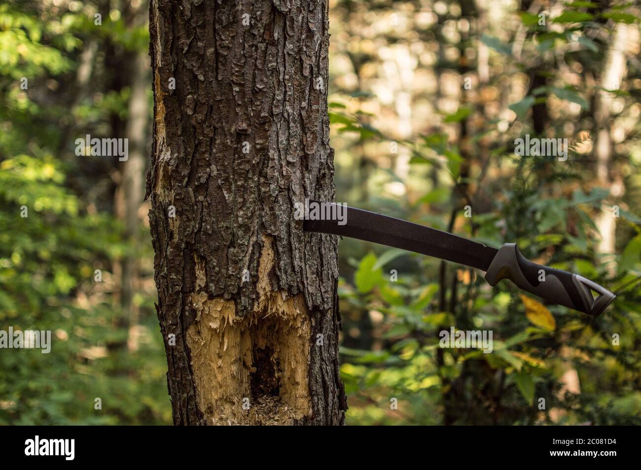 Punk tree Banque de photographies et d’images à haute résolution - Alamy