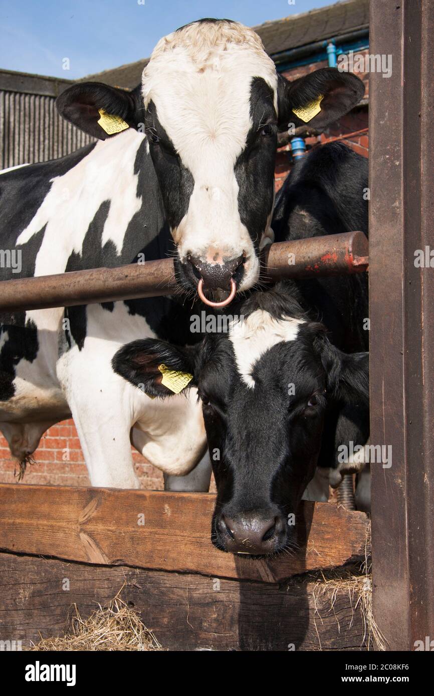 Taureau de ferme Banque de photographies et d’images à haute résolution ...
